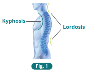 Foundational Exercises for Lower Back Pain & Beyond - Blue Align ...